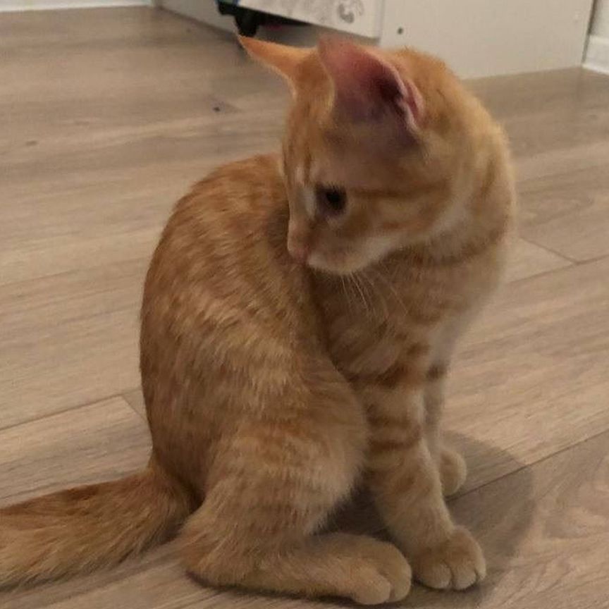 Рыжий котенок, мальчик