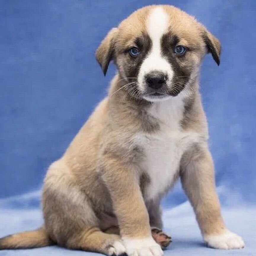 Джек-рассел-терьер, щенок