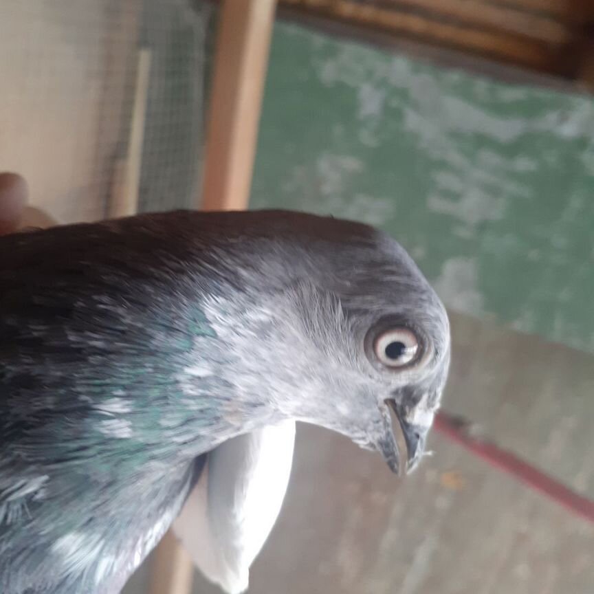 Голуби будапештские 4 самки 2 самца и 2 венских