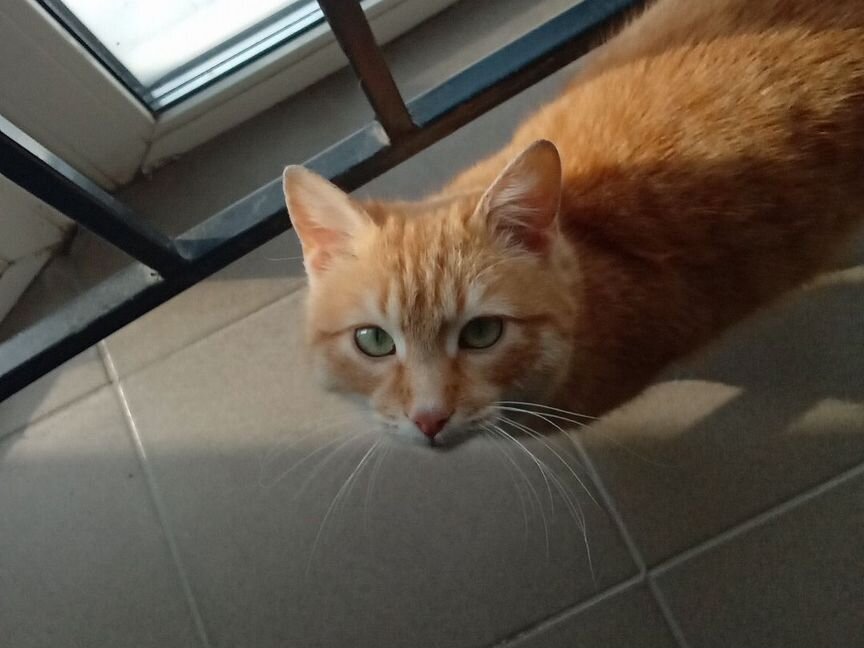 Найдена рыжий кот