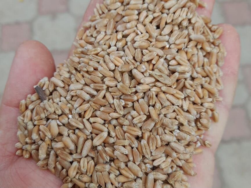 Зерно пшеница ячмень кукуруза подсолнечник