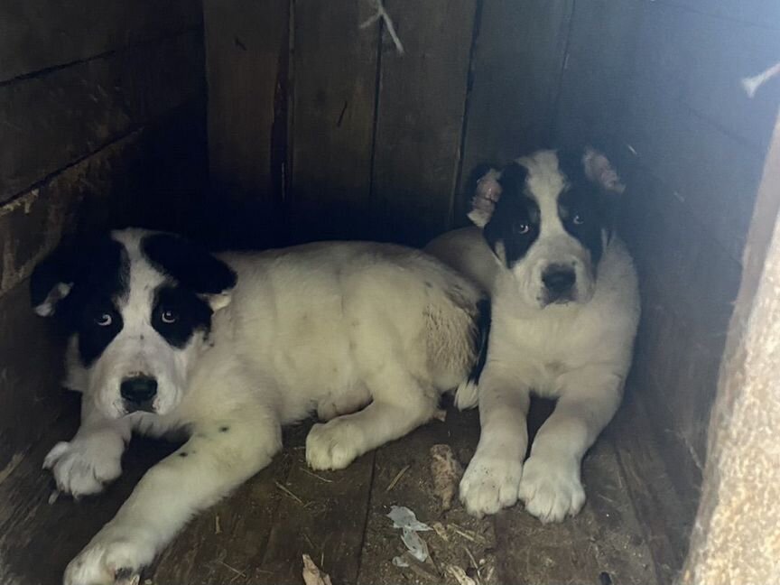 Среднеазиатская овчарка алабай щенки