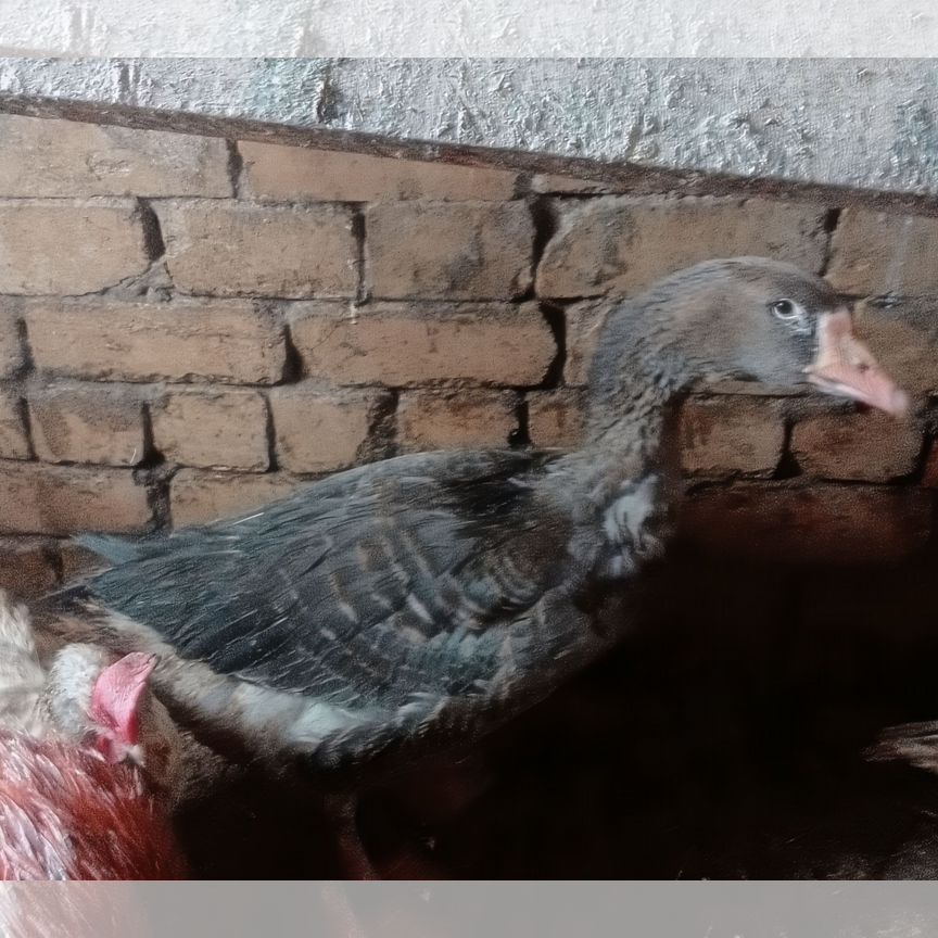 Продам гусака на племя