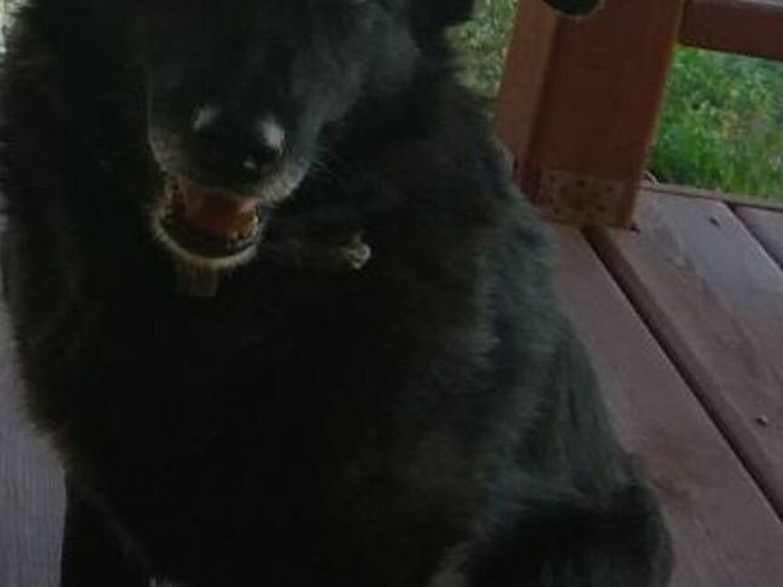 Собака в добрые руки отдам бесплатно