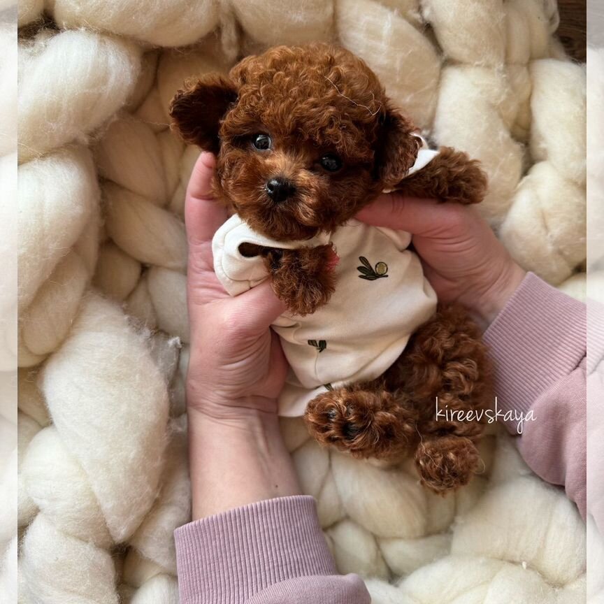 Той-пудель, щенок