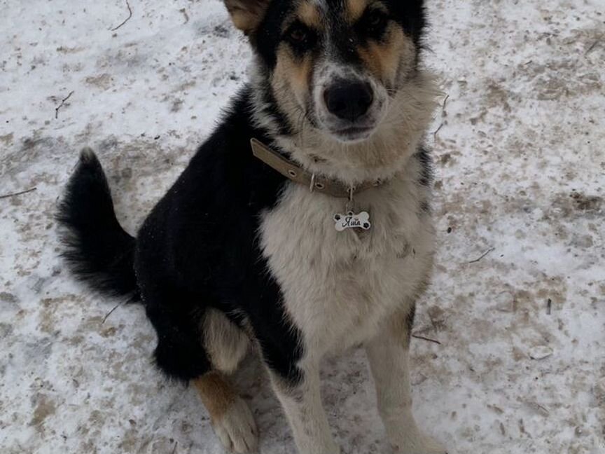 Кобель Яша не нужен стал хозяевам