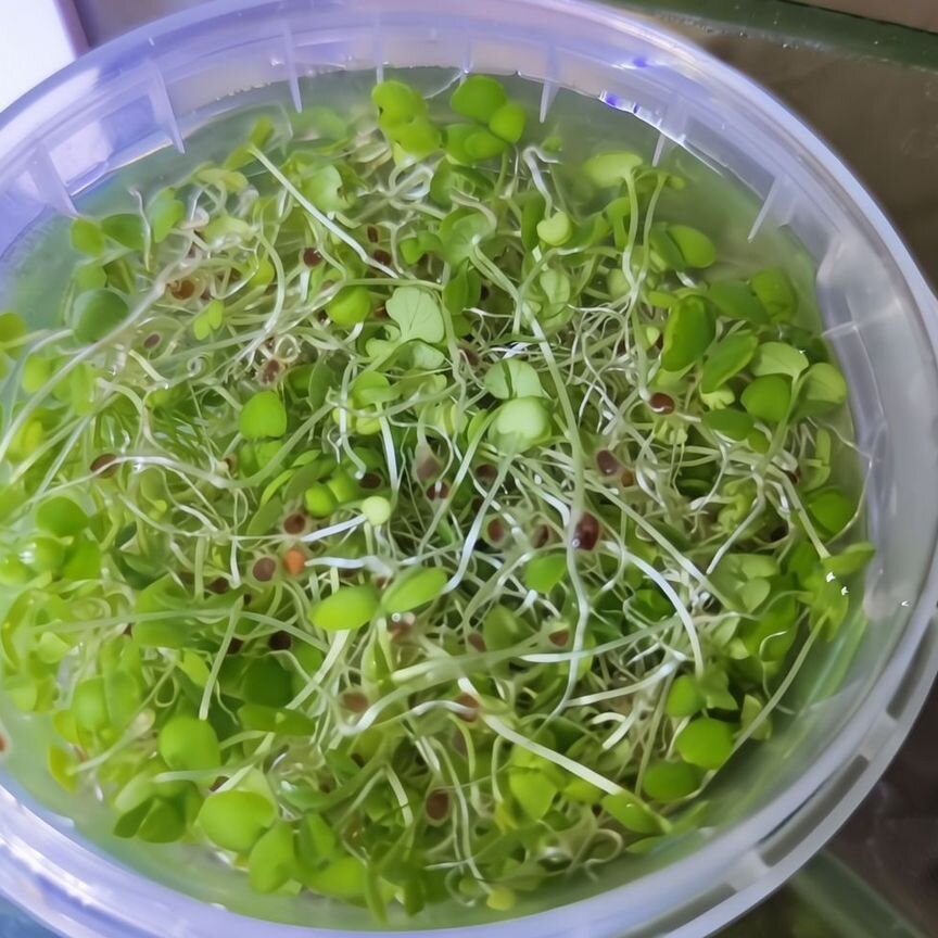 Микрантемум монте карло