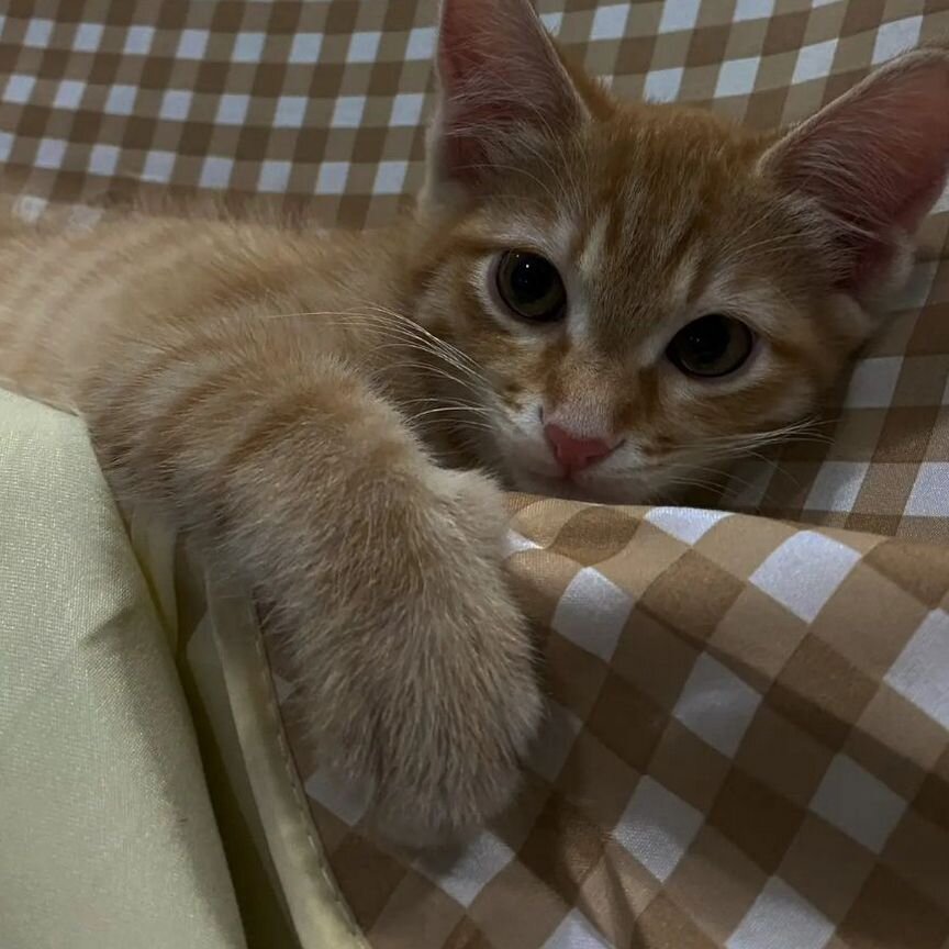 Сибирский котёнок