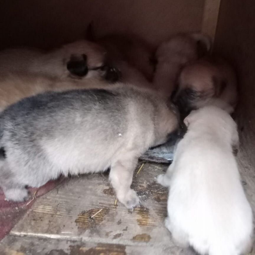 Щенок в добрые руки