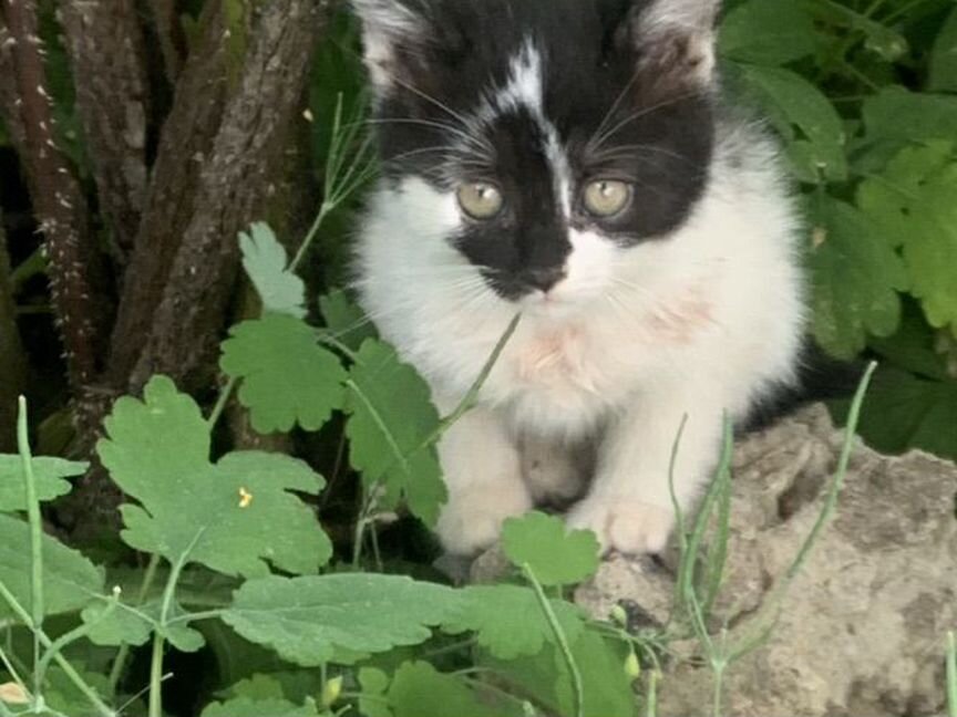 Котята в добрые руки бесплатно