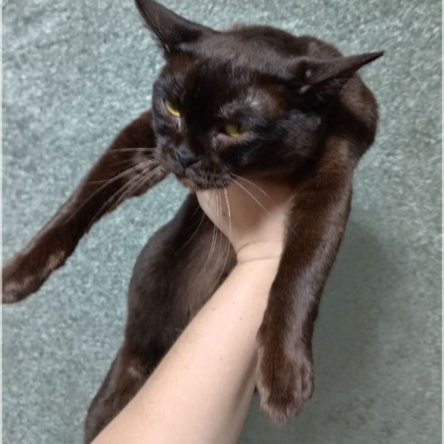 Бурманская беременная кошка