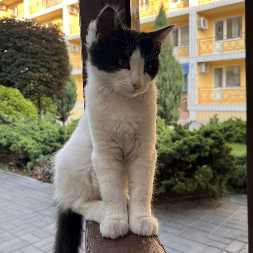 Котята