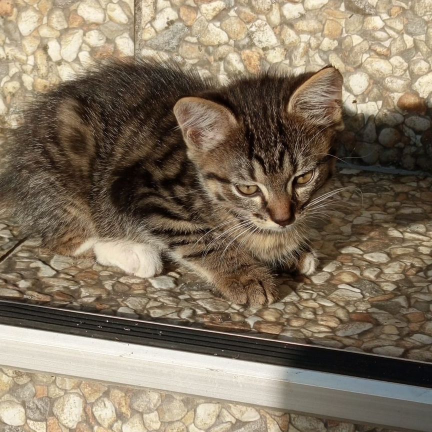 Котенок тигрик