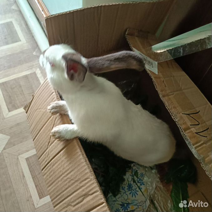 Кролик домашний ручной бесплатно