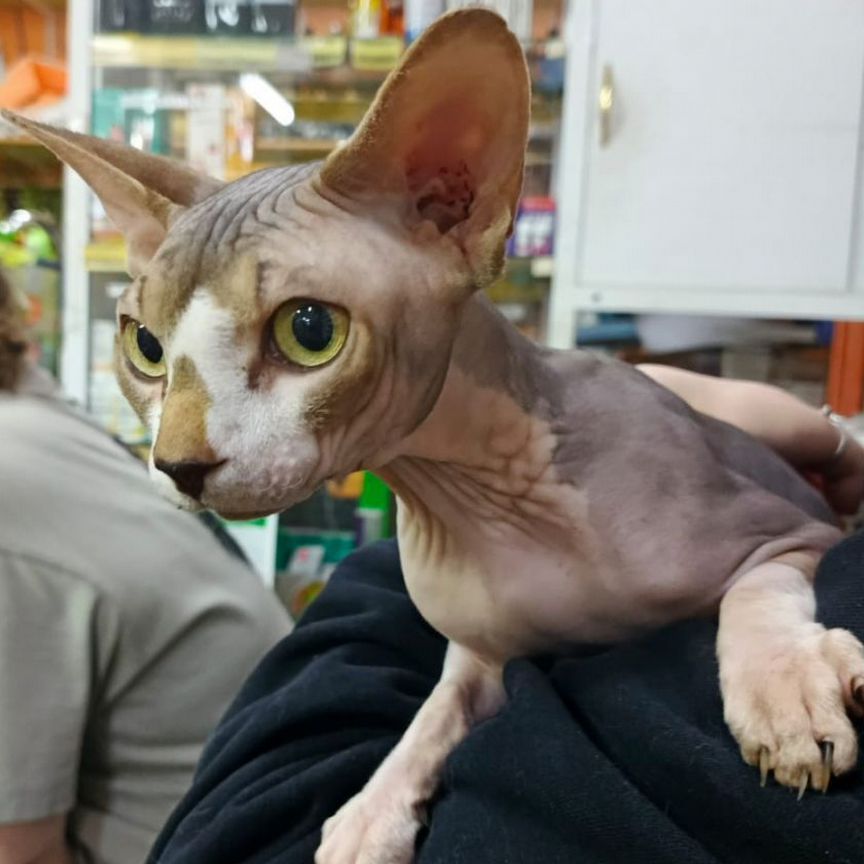 Котик в Добрые руки (5 лет)