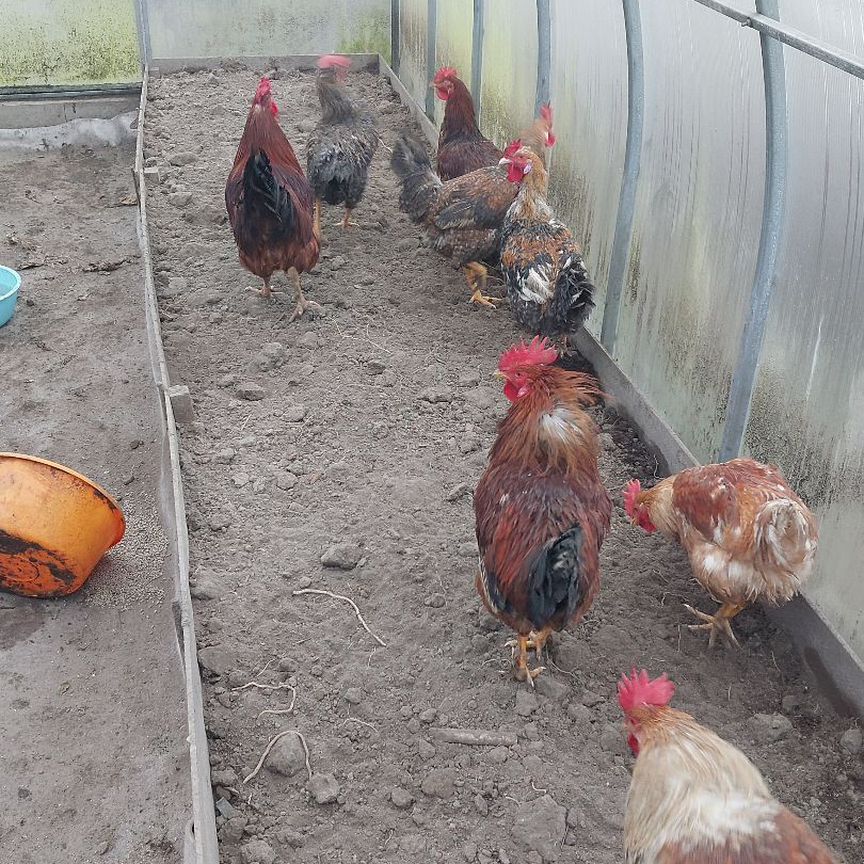 Питухи молодые