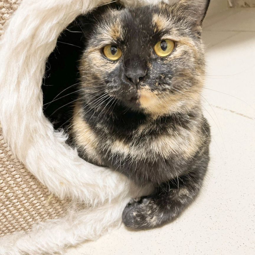Кошка Нэлли