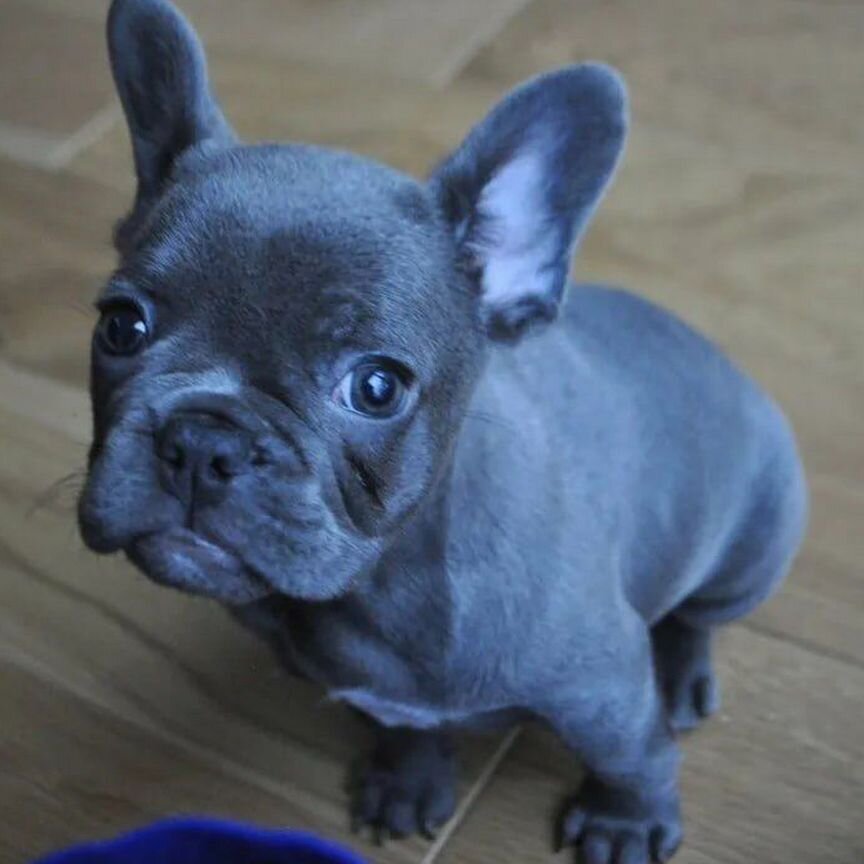 Французский щенок голубой