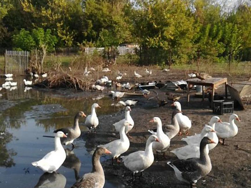 Индоутки, утки на племя, мясо