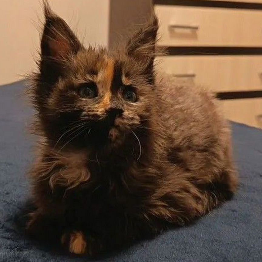 Мейн-кун котёнок