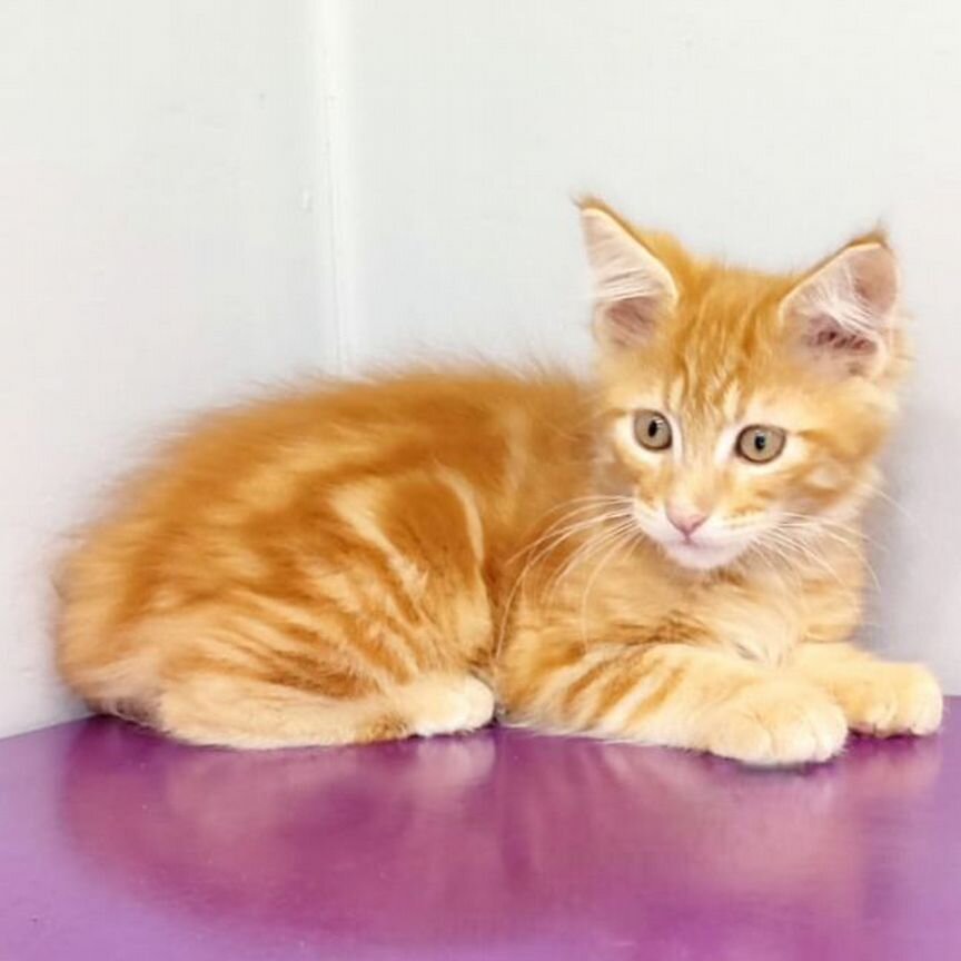 Мейн-кун котёнок