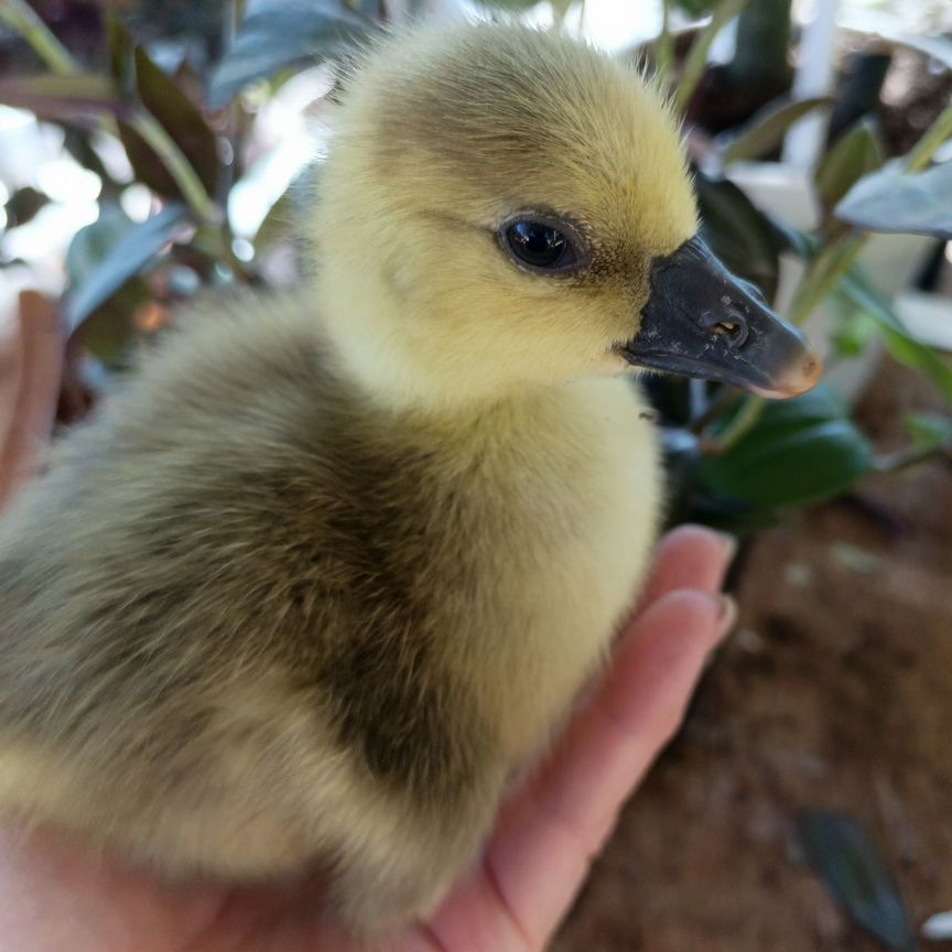 Гусята серые крупные