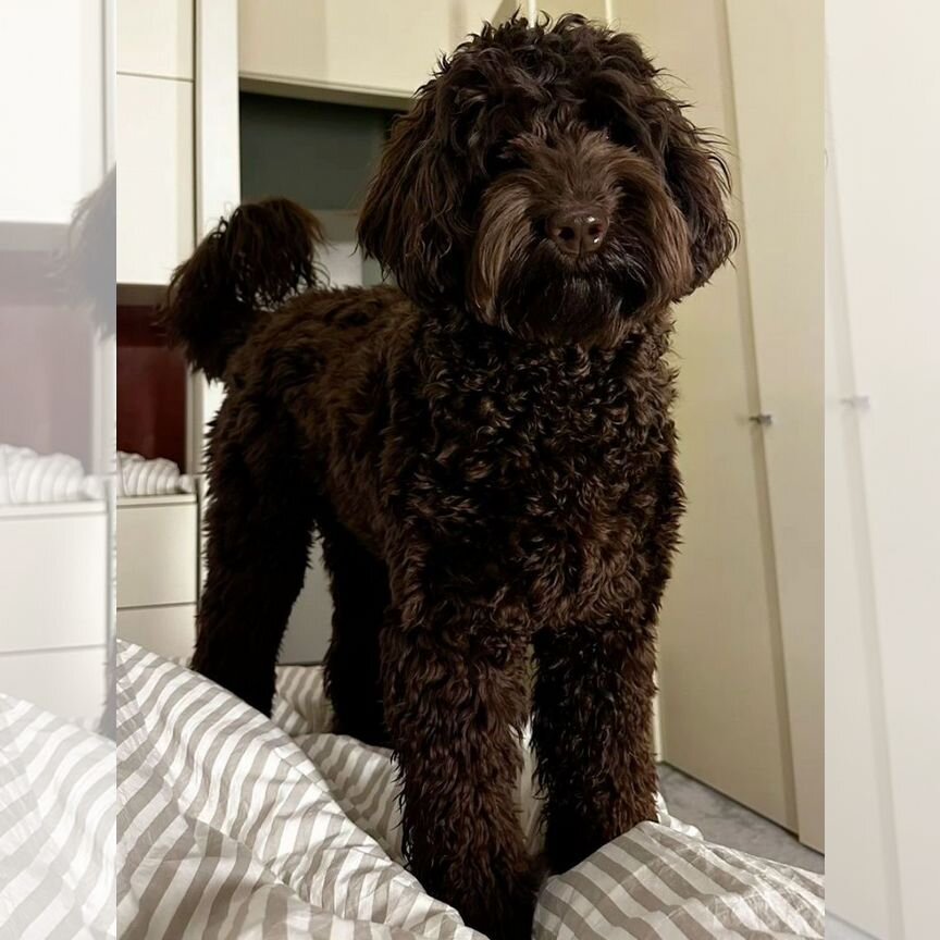 Лабрадудль, щенок