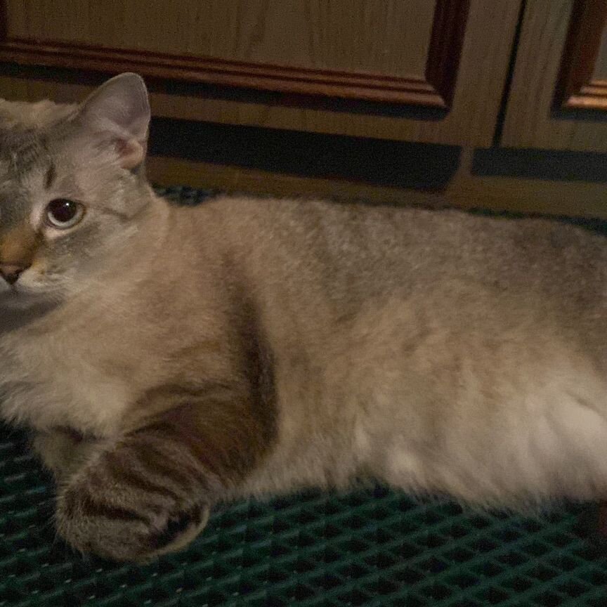 Тайский кот с голубыми глазами