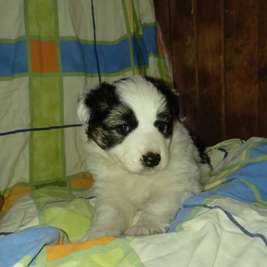 Отдадим щенков