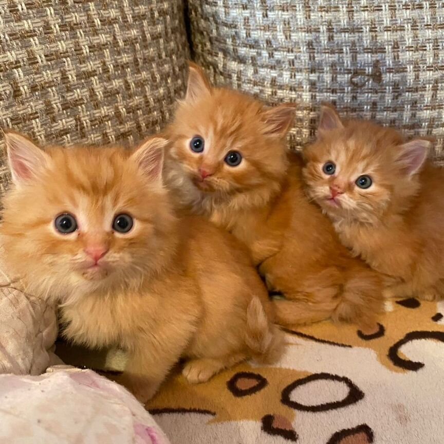 Майн кун котята