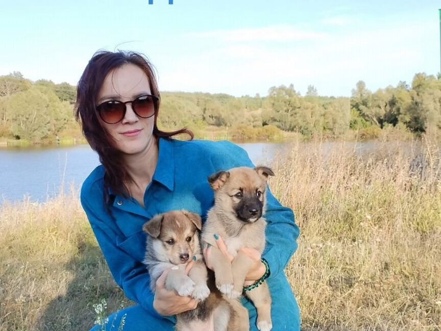 Щенки