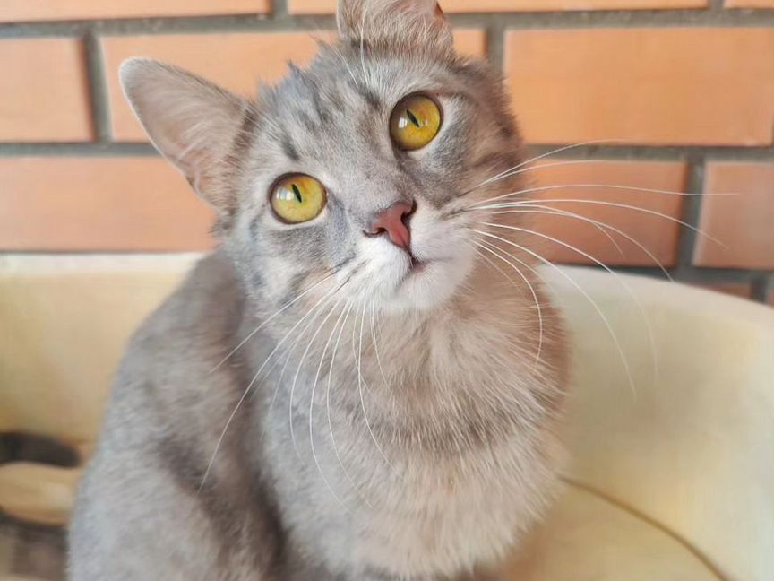 Никому не нужная кошечка-невидимка