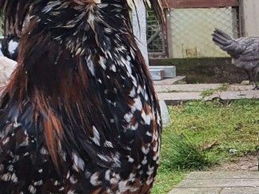 Падуан петух на племя