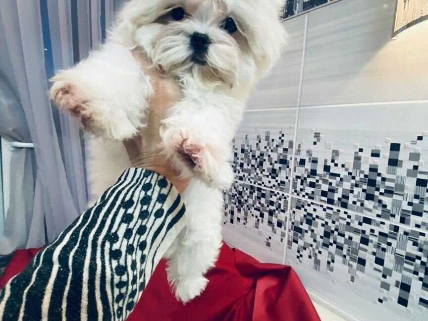 Очаровательная мини малышка мальтезе 2,5 мес