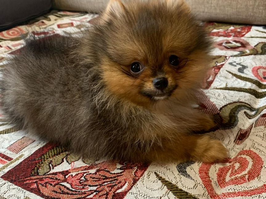 Померанский шпиц