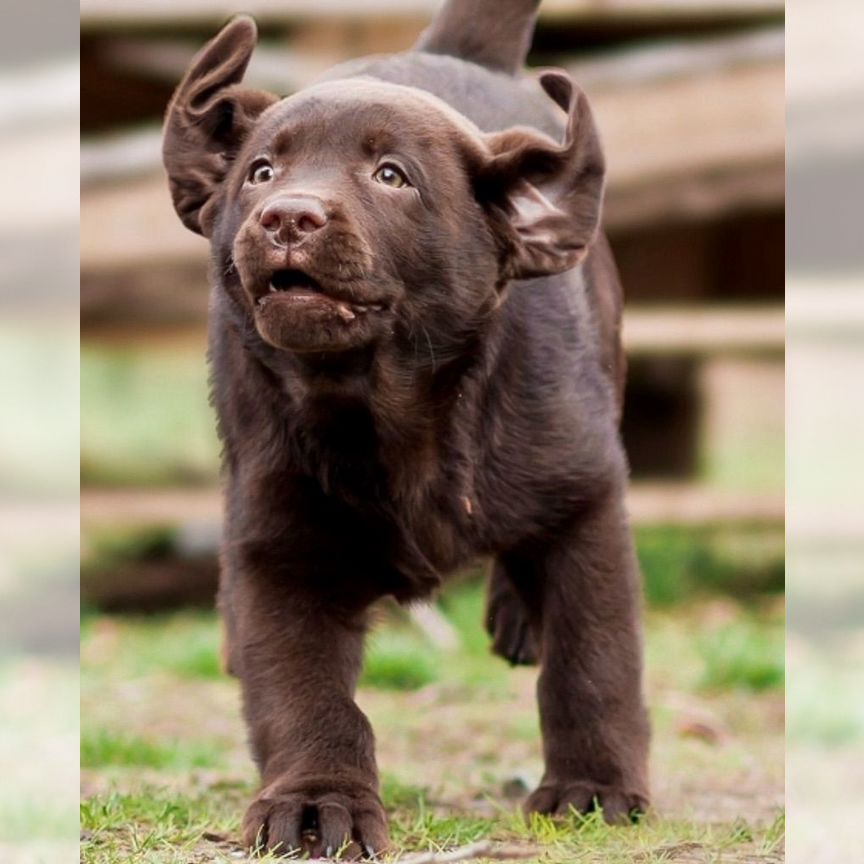 Лабрадор-ретривер, щенок