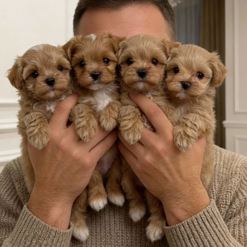 Мальтипу, щенок