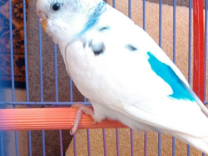 Волнистые попугайчики