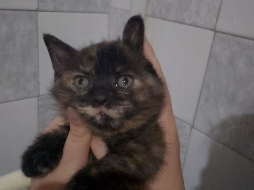 Кошка