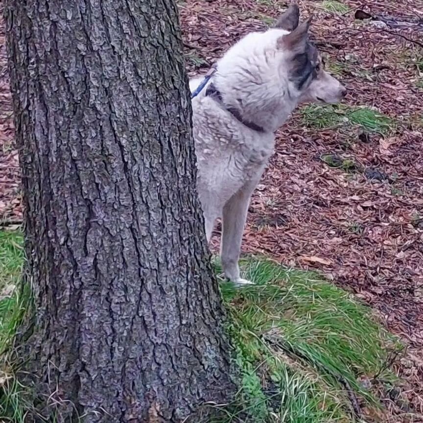 Русско-европейская лайка, взрослая собака