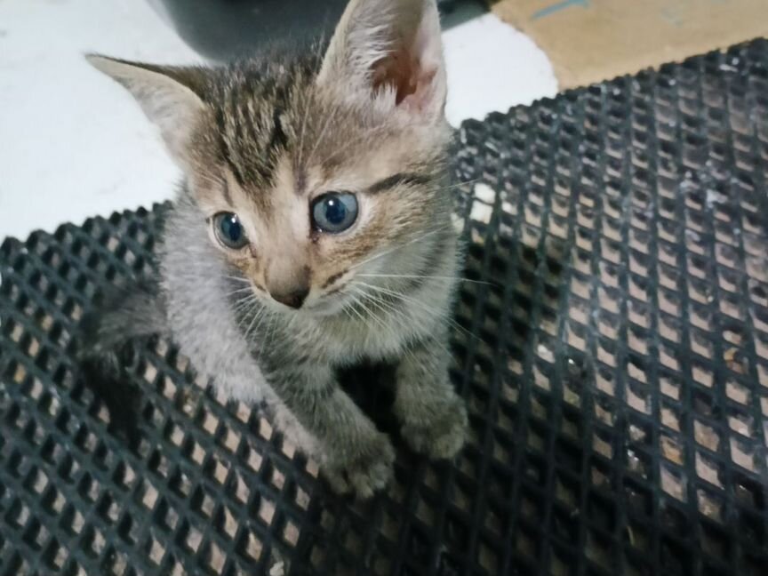 Кошки мышеловки в добрые руки бесплатно