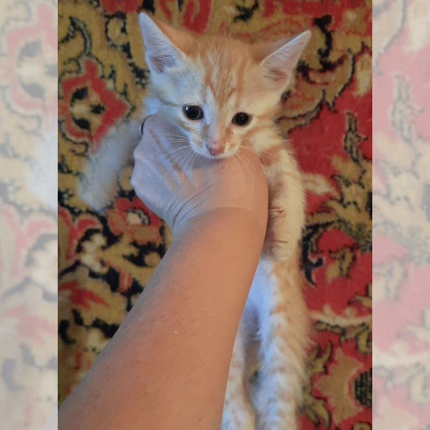 Котёнок в добрые руки