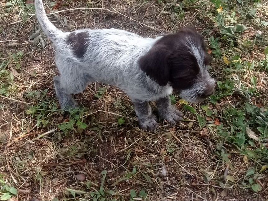 Щенки дратхаара