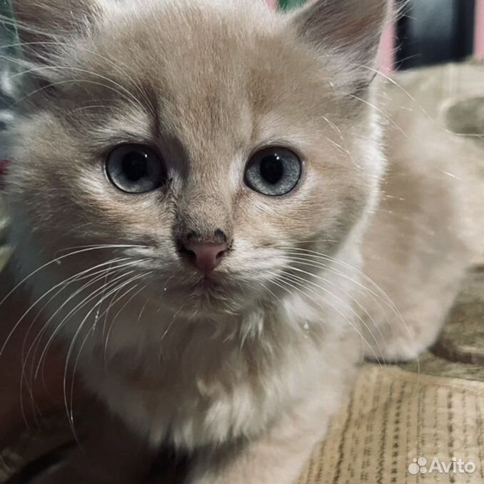 Персиковый котенок (девочка) в дар