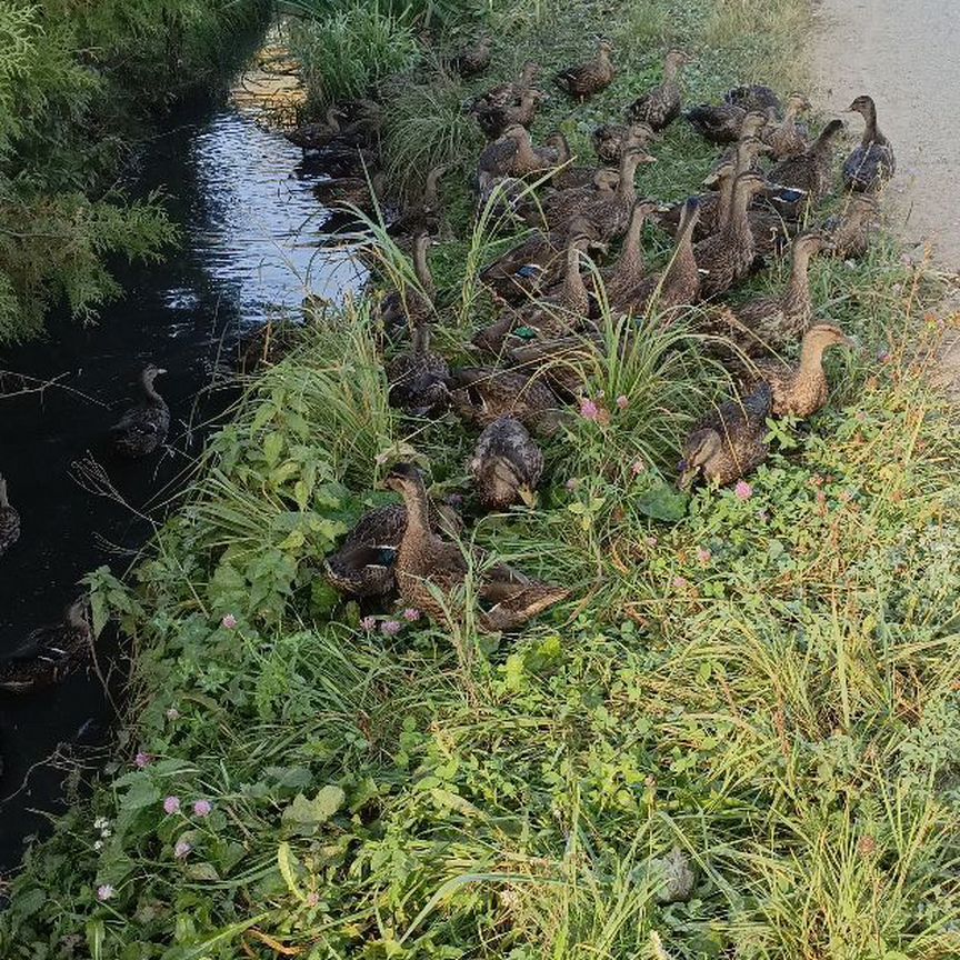 Продаю подсадные утки, выводок 2024 года