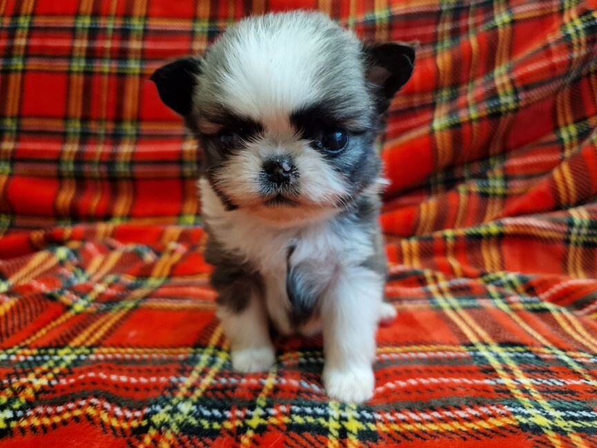 Супер мини чихуахуа девочка