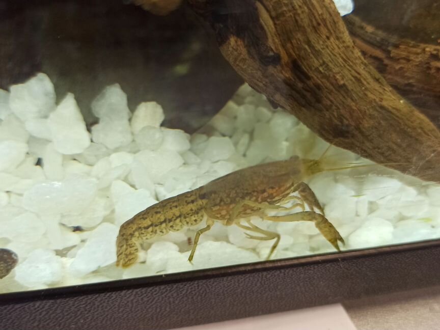 Аквариумные раки