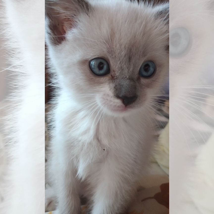 Сиамский котёнок