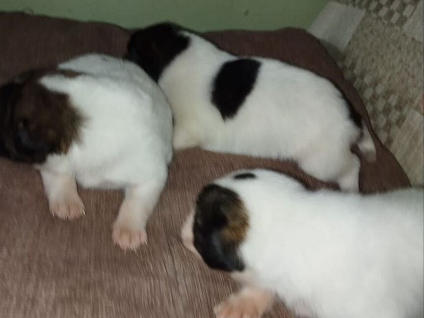 Щенки дворянской породы бесплатно