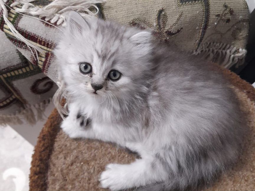 Породистые котята